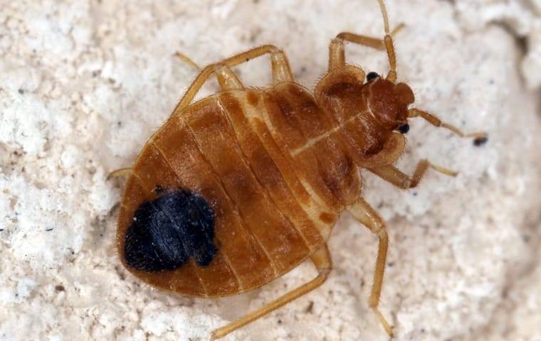 A Complete Guide To Bed Bug Identification And Control In Conroe