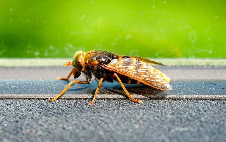 Hornet Infestations: The Dangers And How To Prevent Them In Conroe