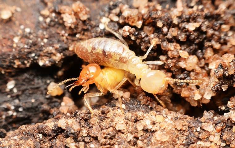 The Easiest Way To Keep Termites From Infesting Your Conroe Home