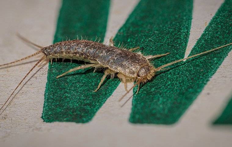 Answering The Most Commonly Asked Questions About Silverfish In Conroe