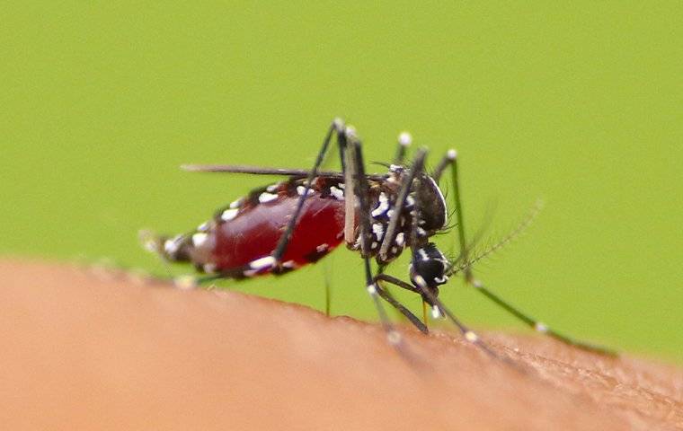 Blog - Everything You Should Know About Mosquito Control In Conroe